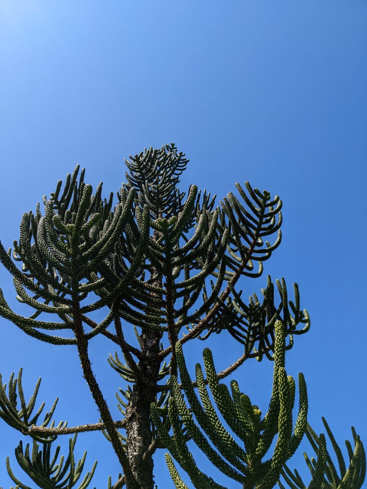 An Inside Look at the Global Botanic Gardens Congress » Plants » HF&G