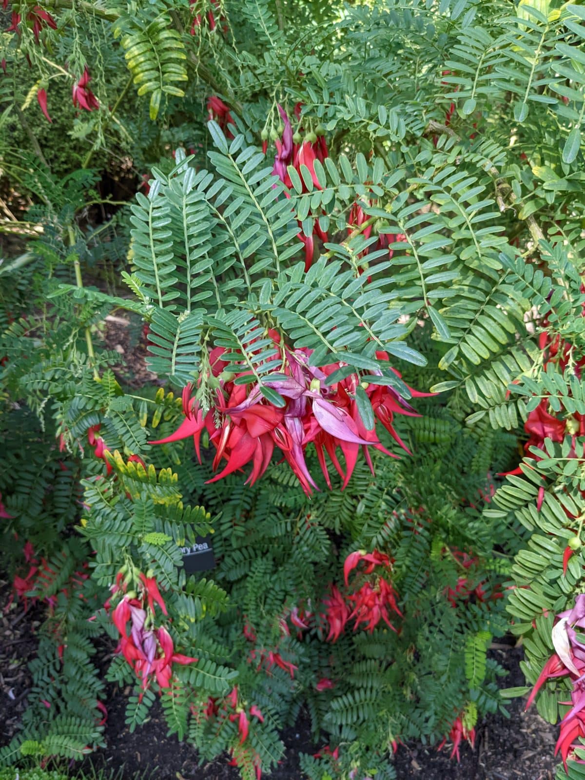 An Inside Look at the Global Botanic Gardens Congress » Plants » HF&G