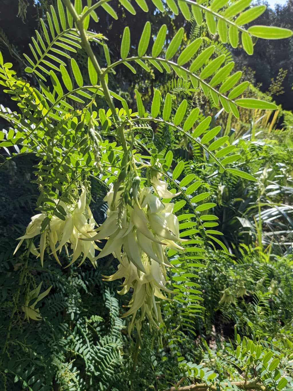 An Inside Look at the Global Botanic Gardens Congress » Plants » HF&G