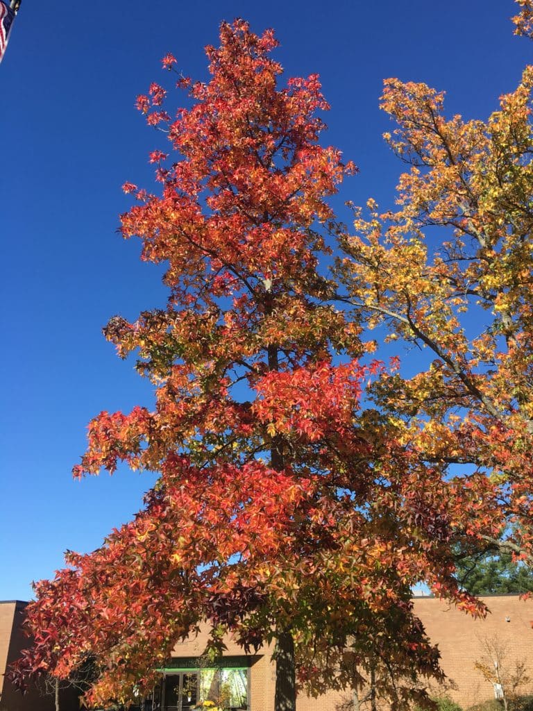 Fall Color Watch » Holden Forests & Gardens