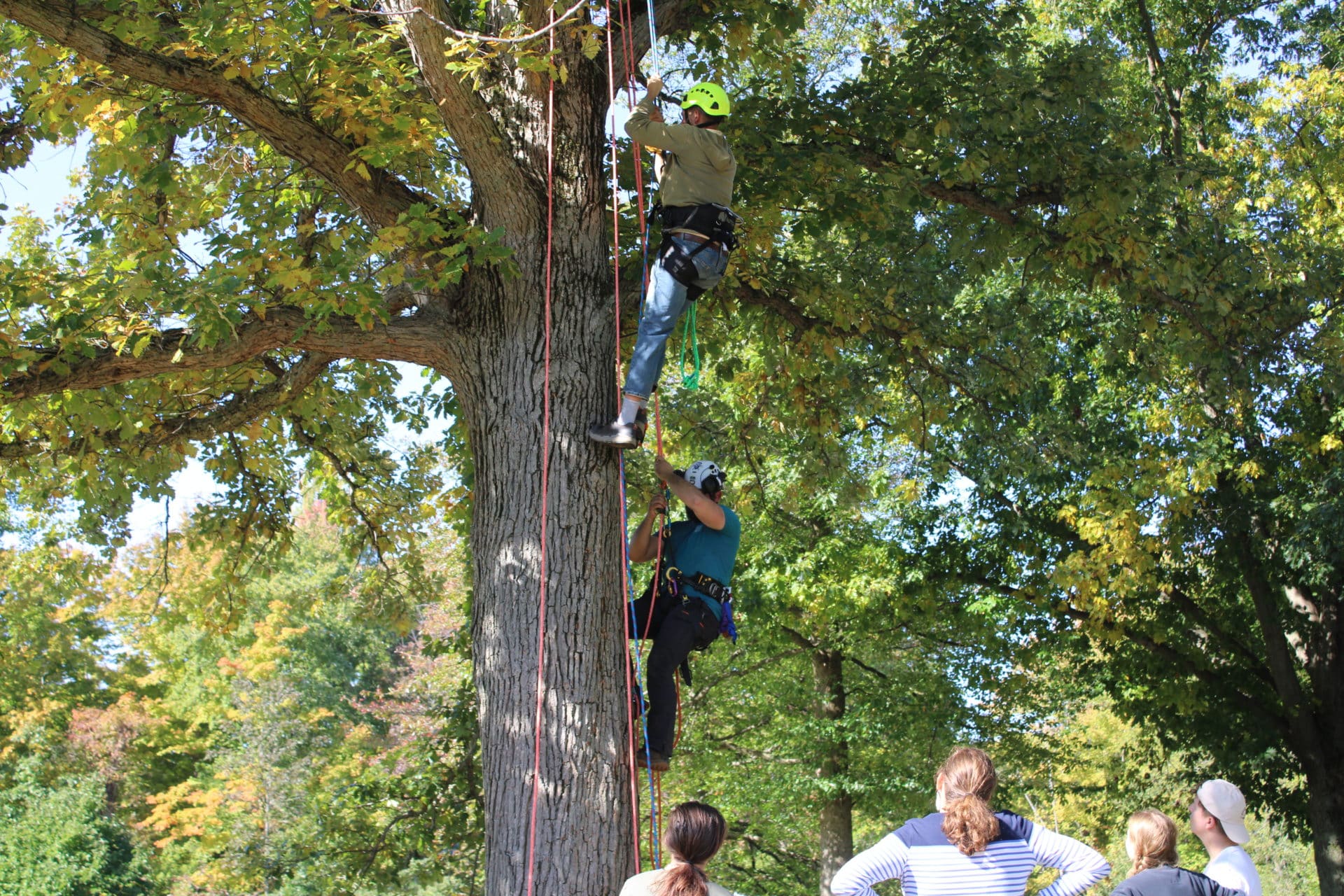 Tree Corps Reaches New Milestone: Planting & Caring for More Trees Than ...