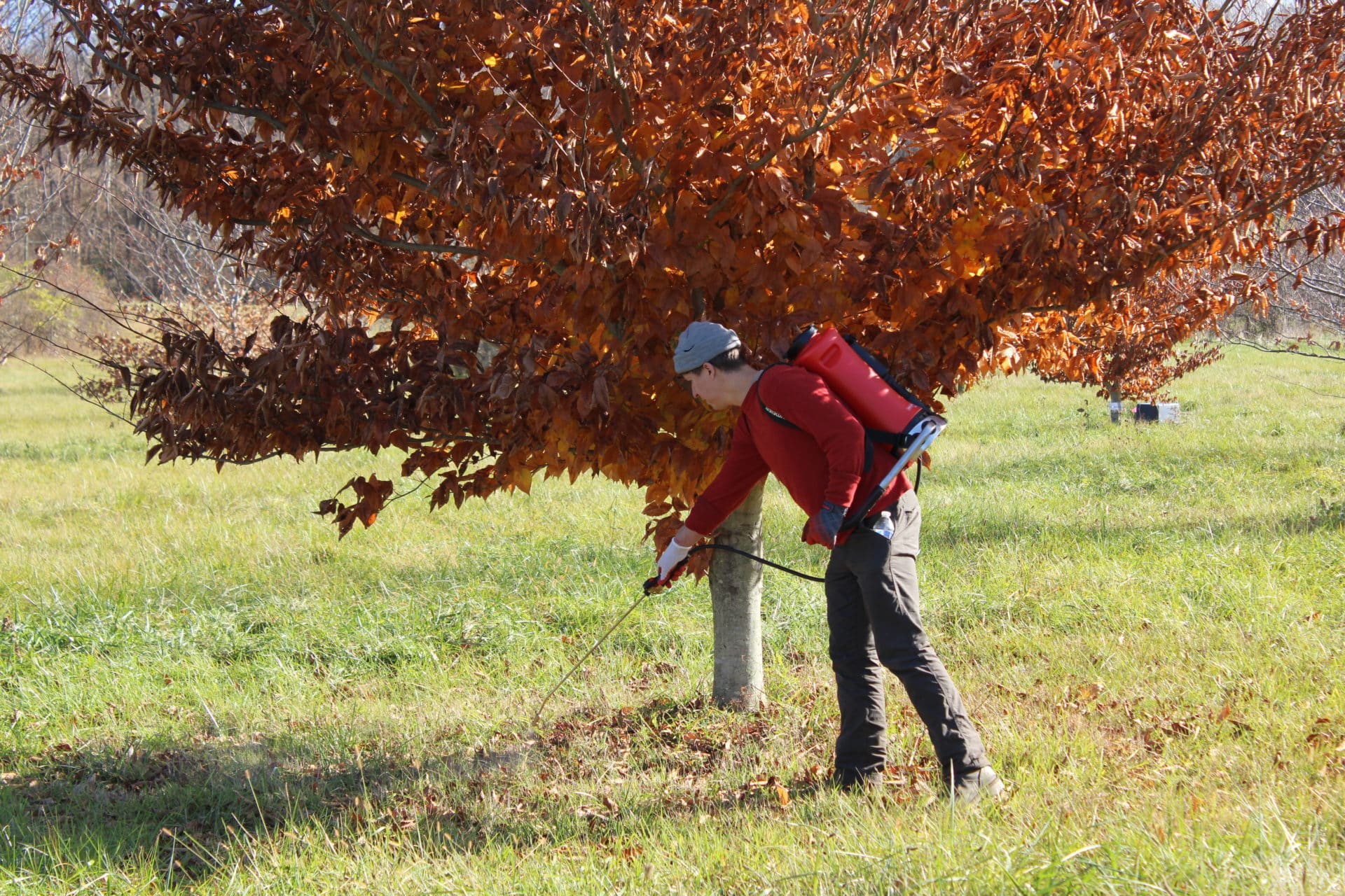 Tree Corps Reaches New Milestone: Planting & Caring for More Trees Than ...