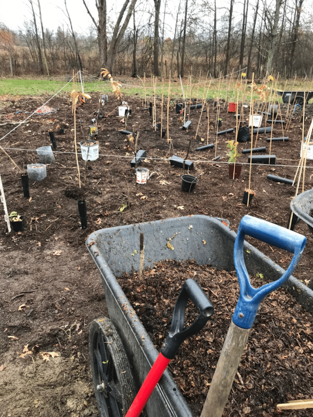 Miyawaki Mini-forest Prototype Planted in Northeast Ohio » Trees » HF&G