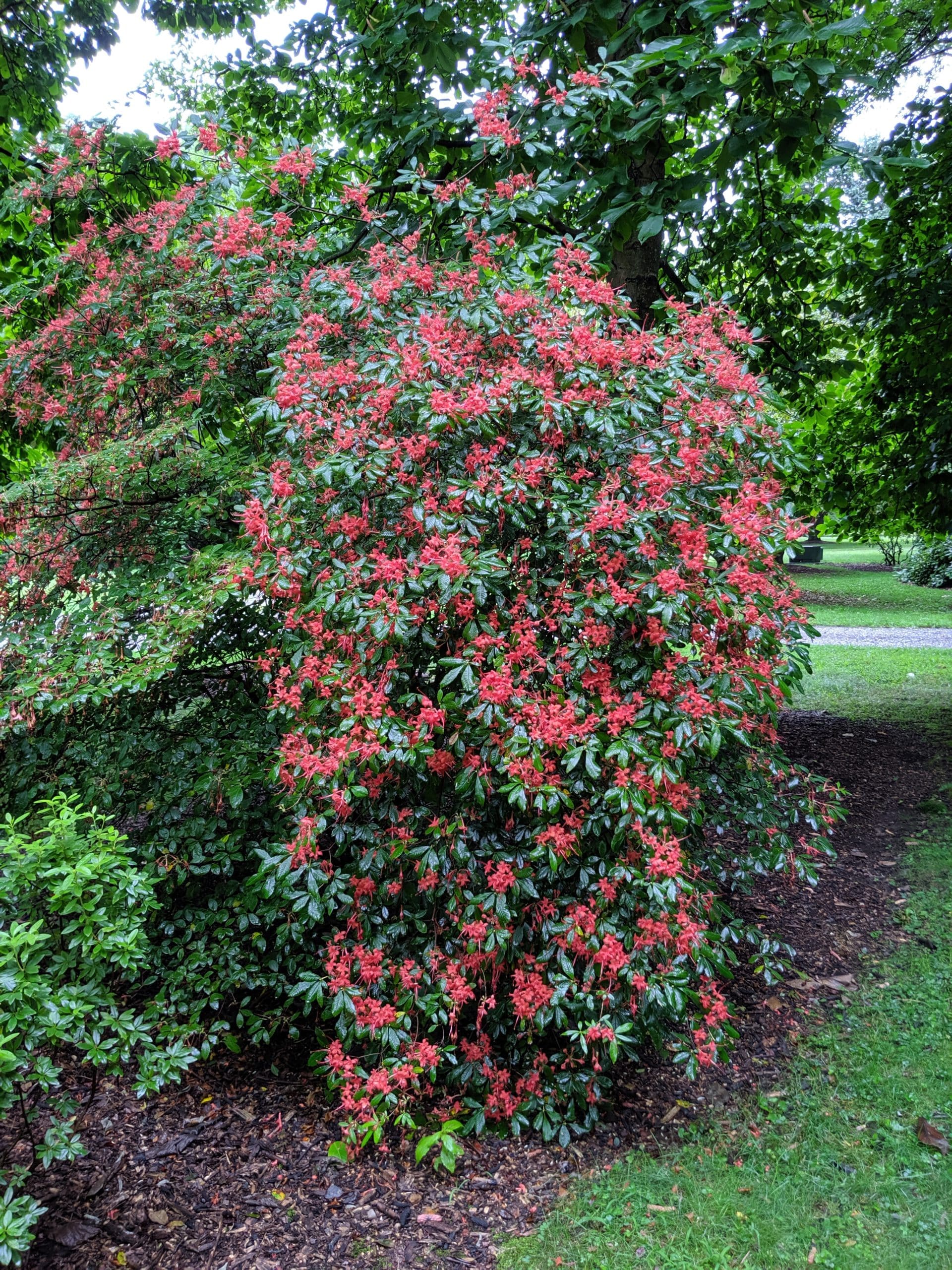 Planning a Plant Collecting Trip » Plants, Living collections » HF&G