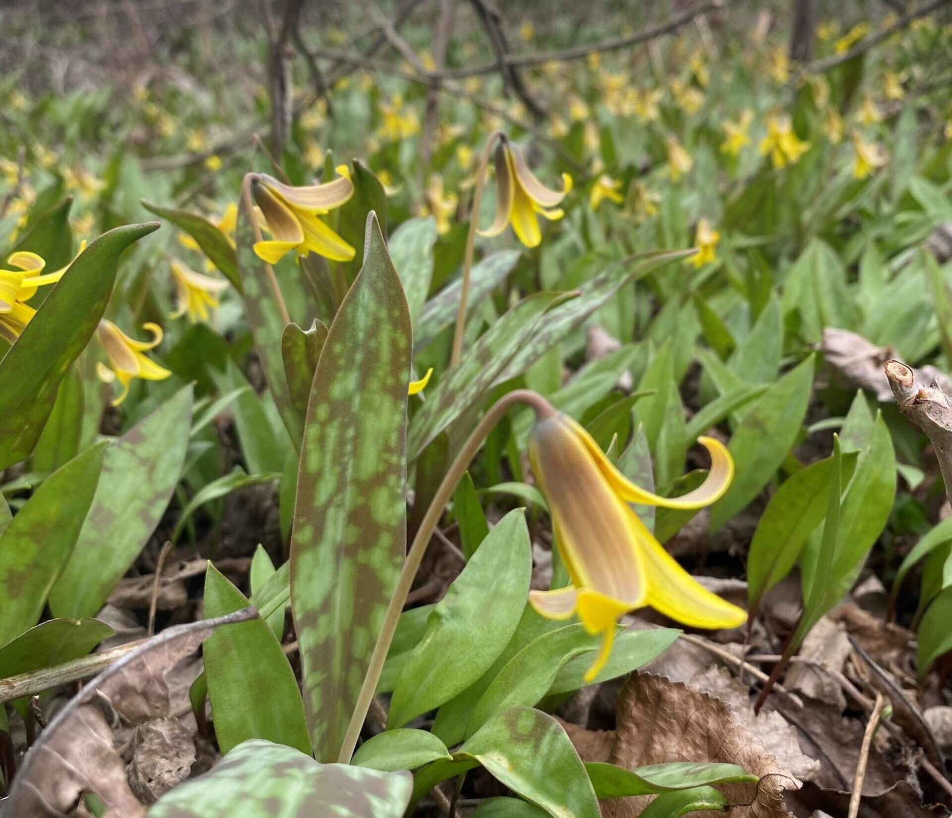 Wildflower Adventures: Engaging Your Child’s Curiosity in Nature ...