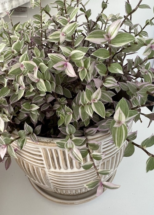 Picture Perfect House Plants » Plants » HF&G