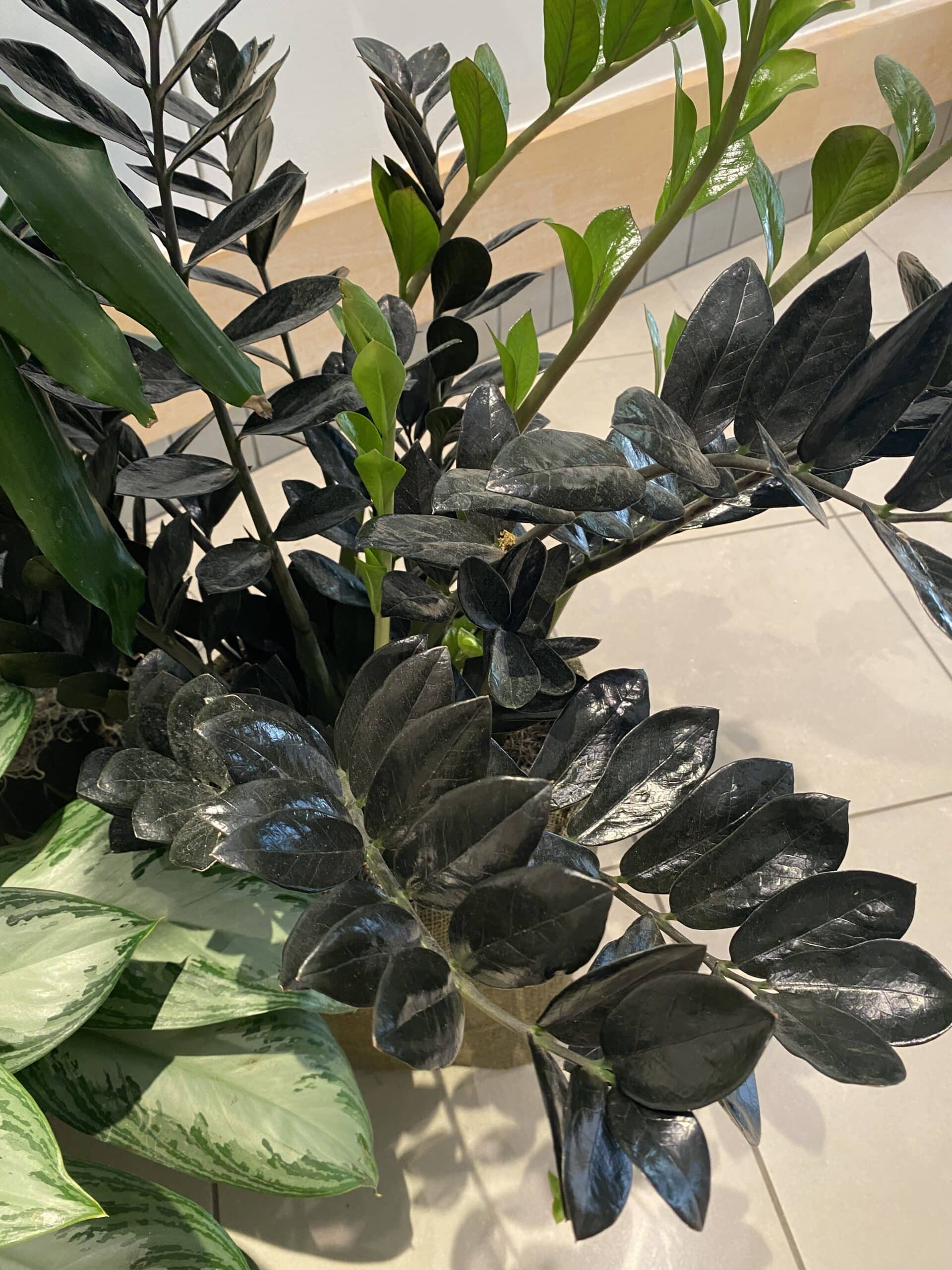 The Benefits of House Plants » Other » HF&G