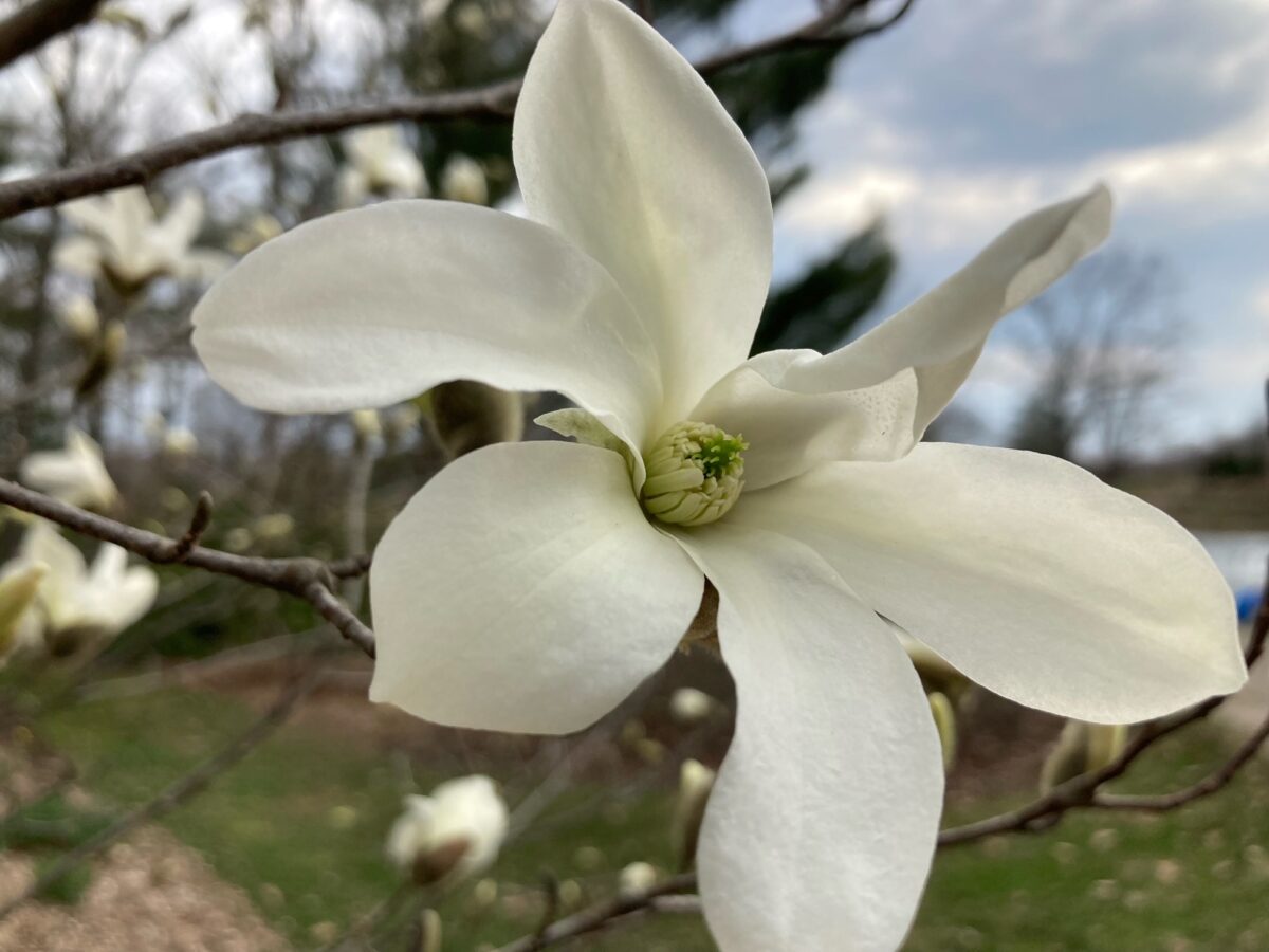 It's Poppin': April 5th » Plants » HF&G