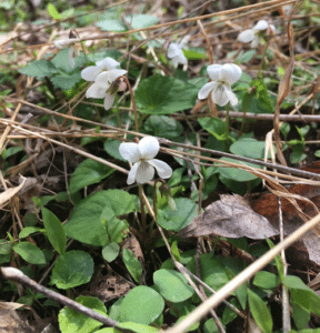 The Case for Violets: Sorely Misunderstood “weeds” » Other » HF&G