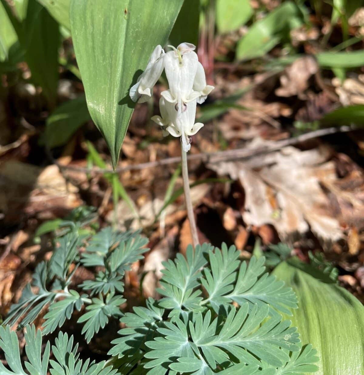 Wildflower Surveying in Stebbins Gulch » Other »Holden Forests & Gardens