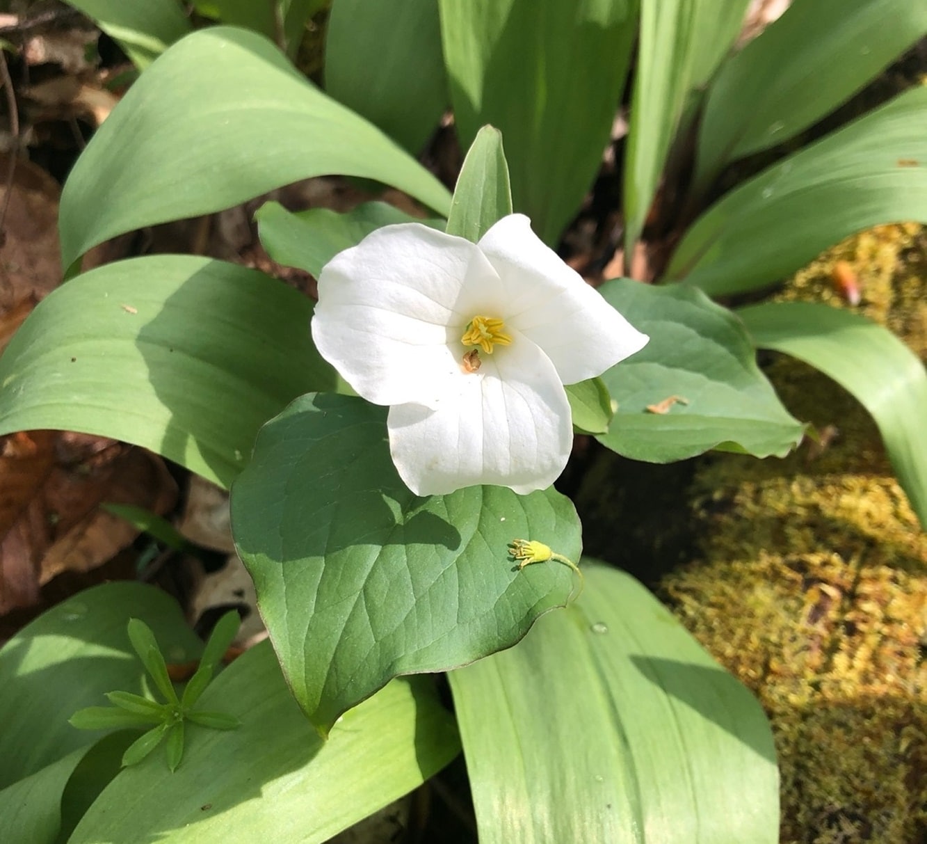 Wildflower Surveying in Stebbins Gulch » Other » HF&G