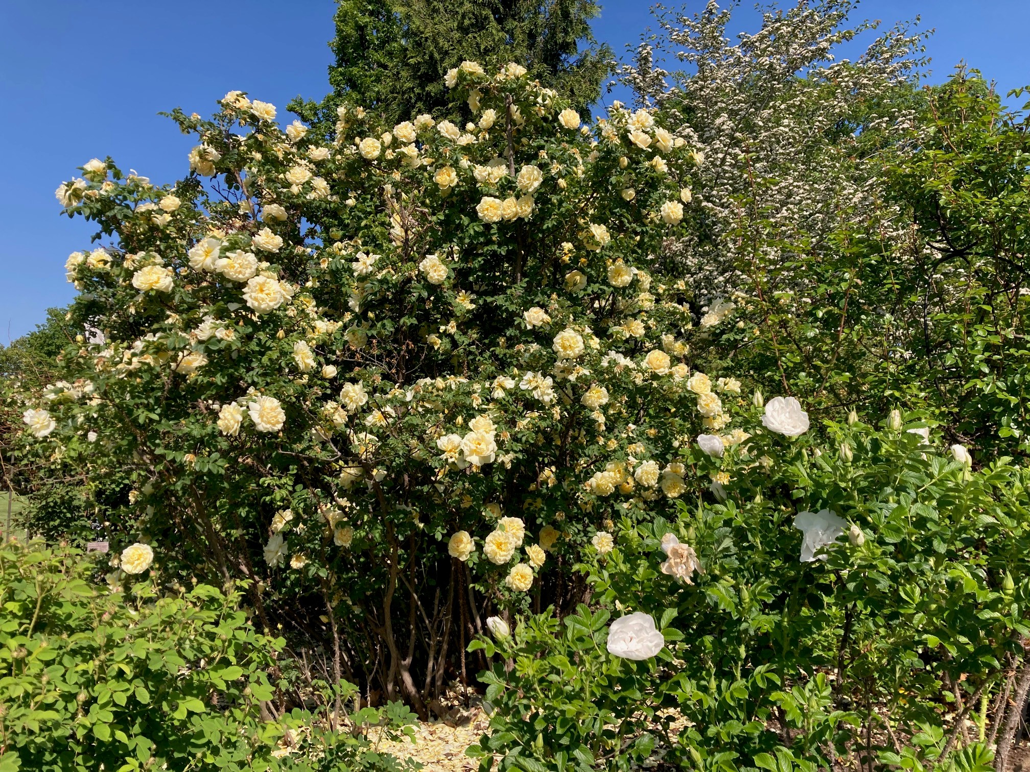 It's Poppin': May 19th » Other » HF&G