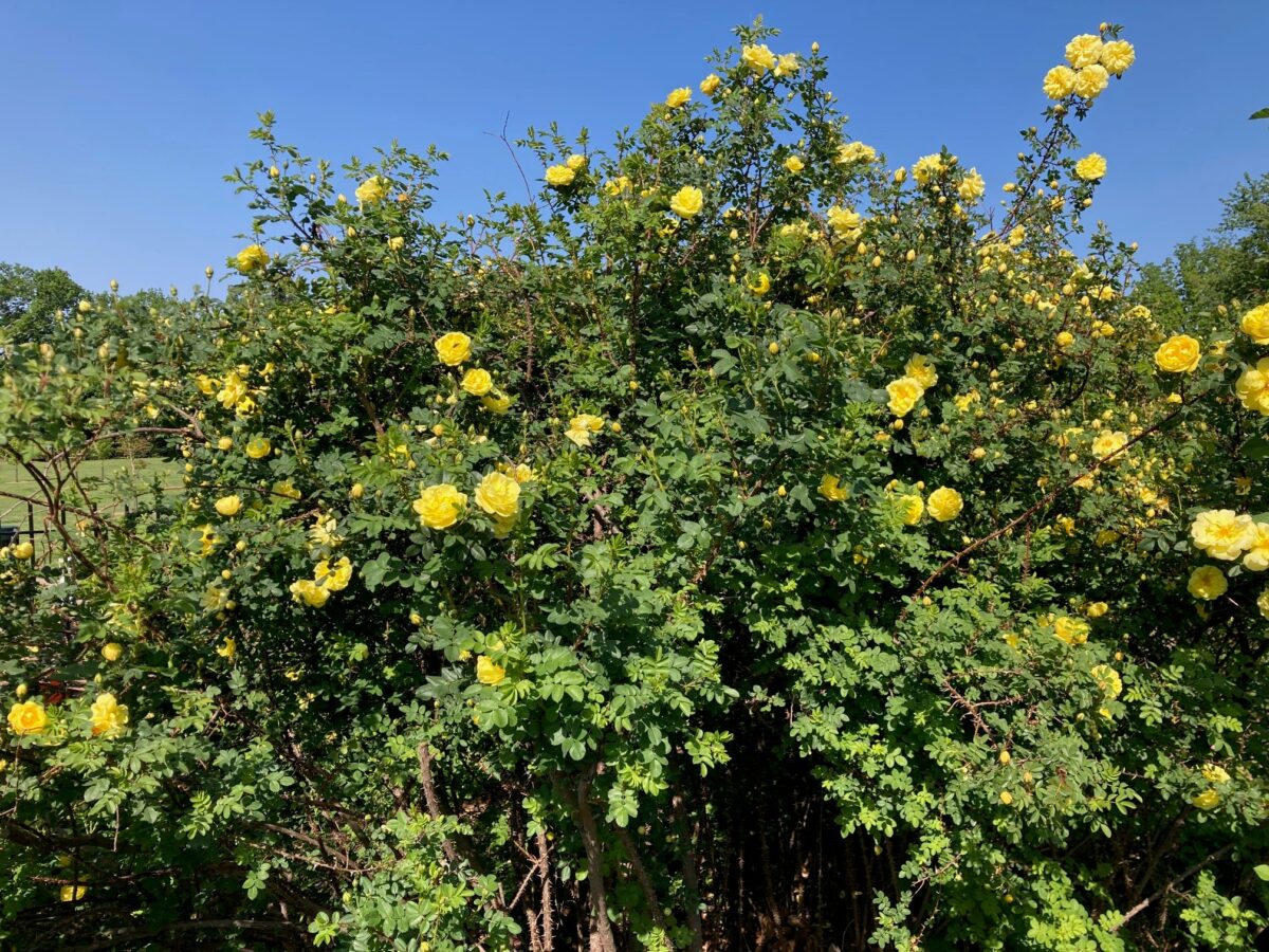 It's Poppin': May 19th » Other » HF&G