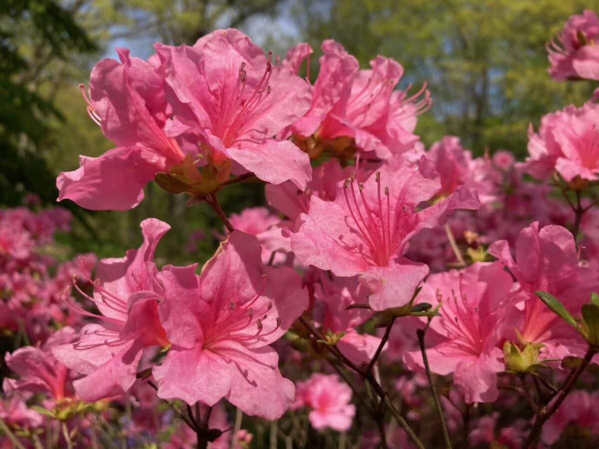 It's Poppin': May 12th » Other » HF&G