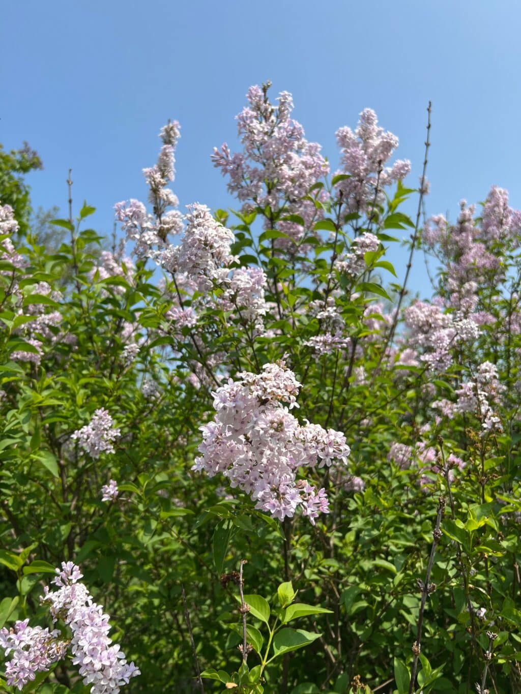 Quercus alba (white oak) » Holden Forests & Gardens
