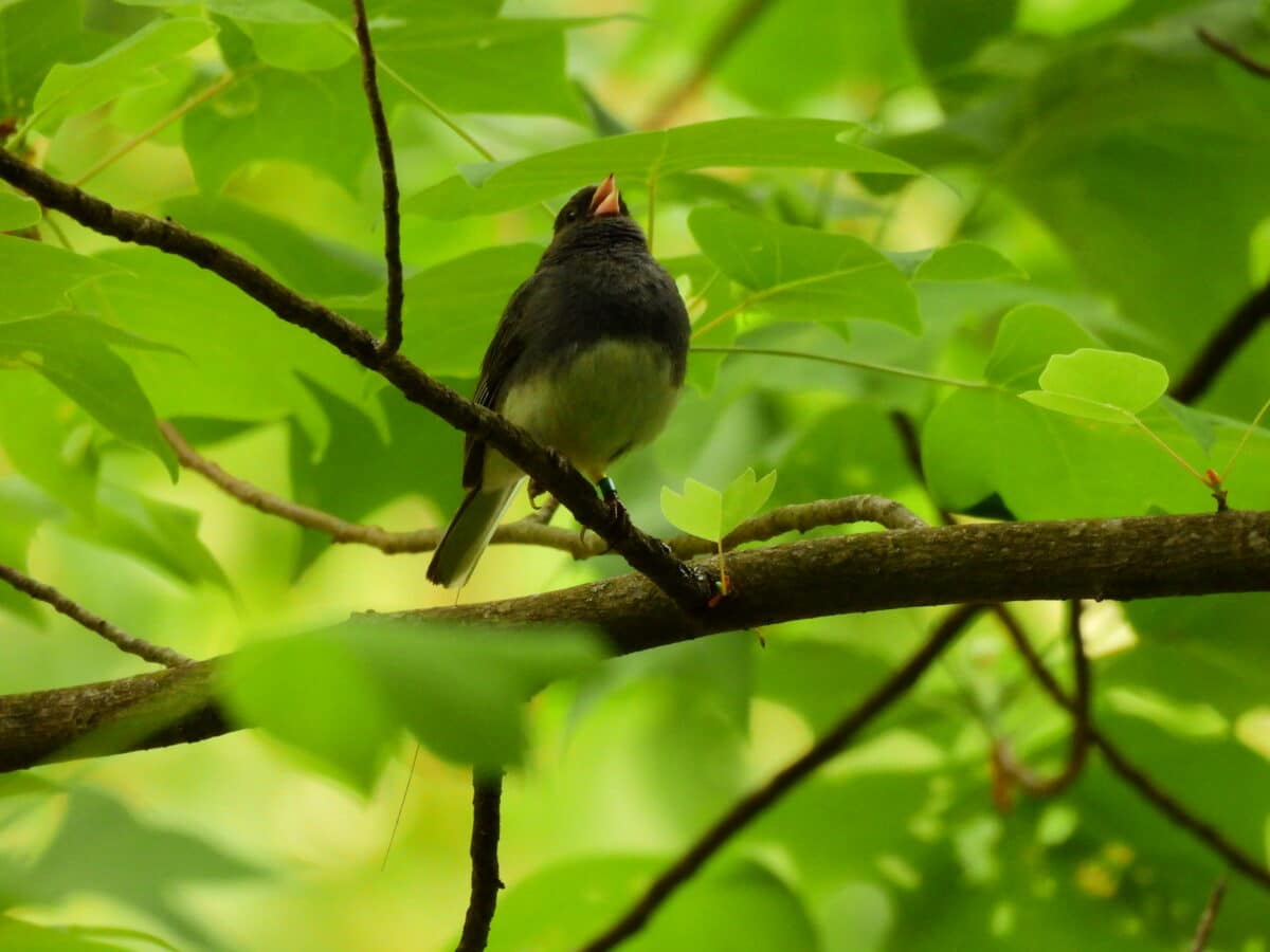 Bird Banding at the Holden Arboretum » Birding, Wildlife » HF&G