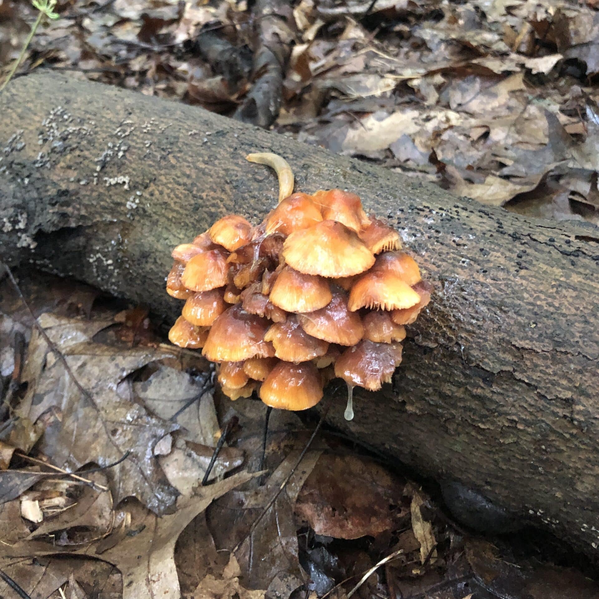 Appreciate the Life Beneath Your Feet This Fall: National Mushroom ...