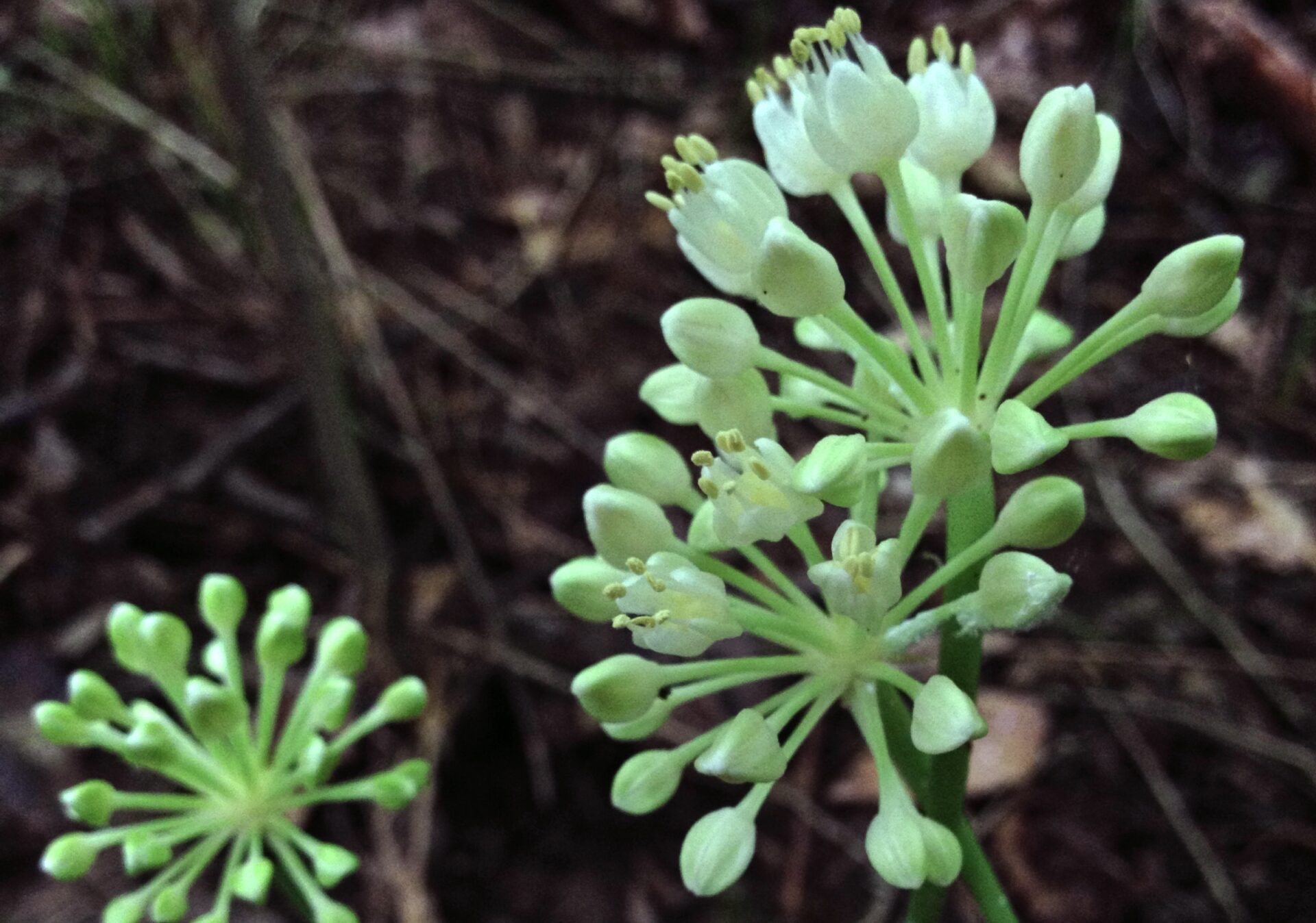 Rescuing Edible and Medicinal Plants » Plants, Land management, Trees ...