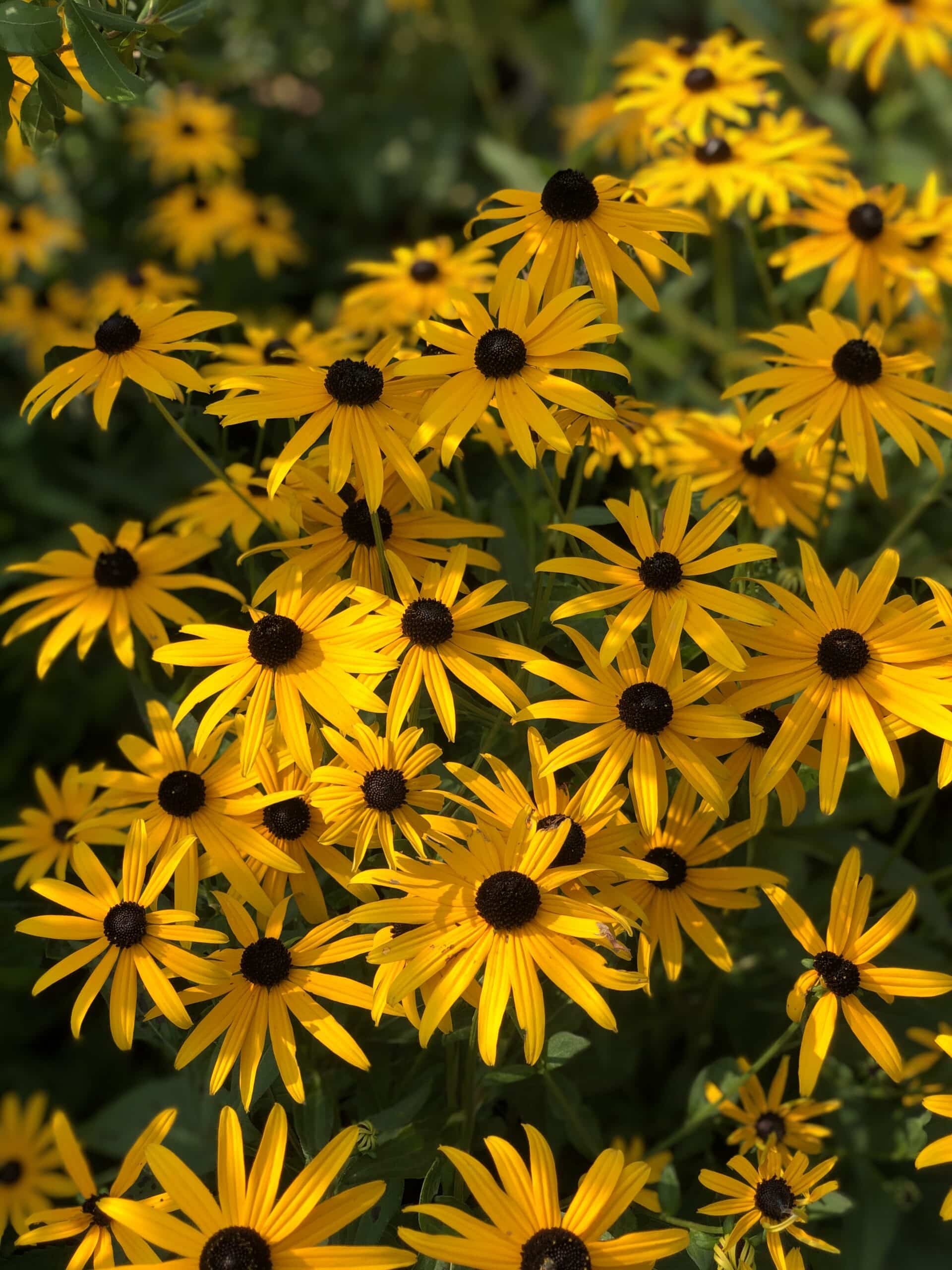 16 Thriving Summer Plants at the Cleveland Botanical Garden » Plants ...