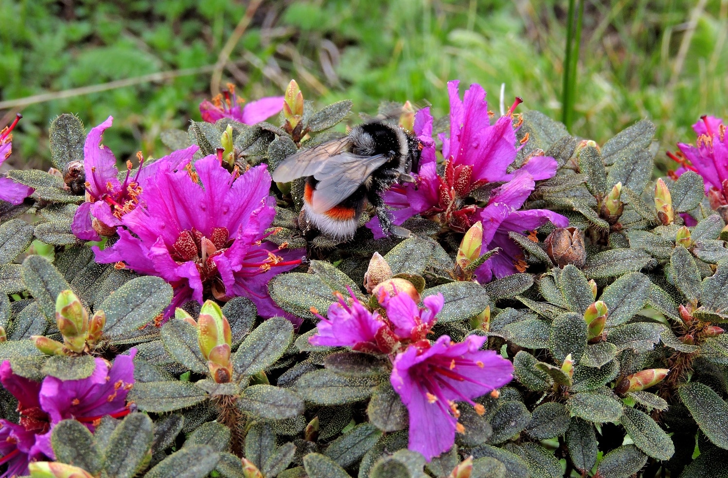 Fulbright Scholar Dr. Shweta Basnett to speak on Rhododendron pollinators » Plants, Evolutionary ...