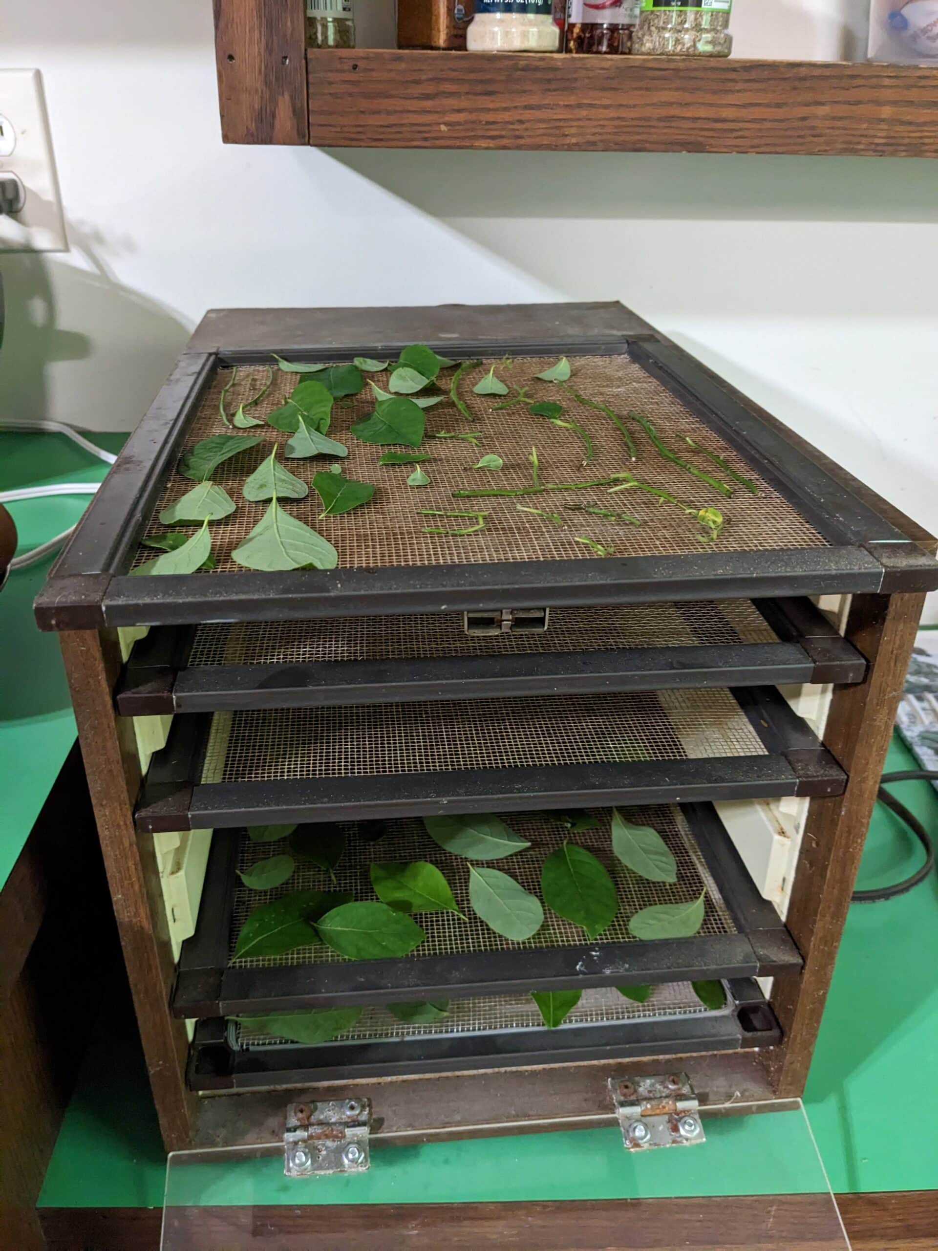 Rescuing Edible and Medicinal Plants » Plants, Land management, Trees ...