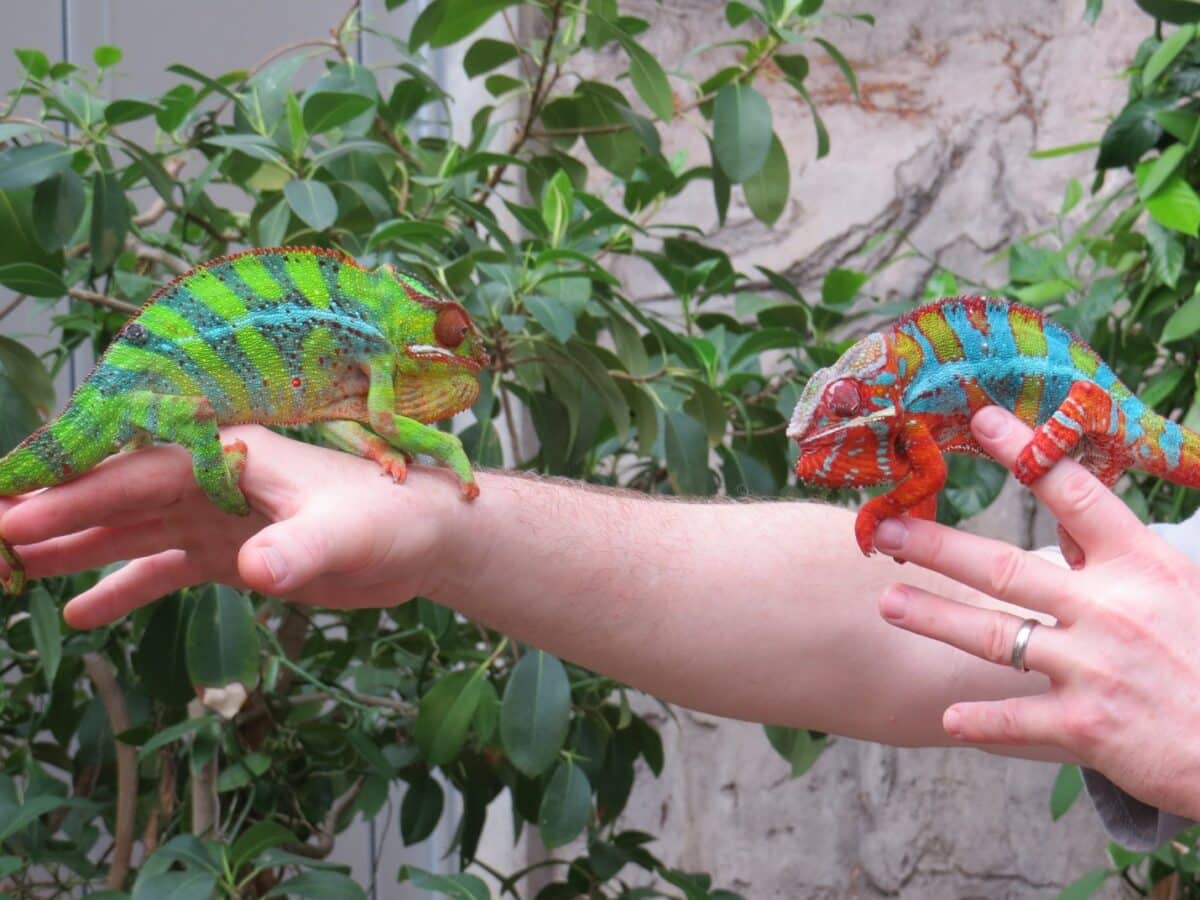 Meet Our Panther Chameleons » Wildlife » HF&G