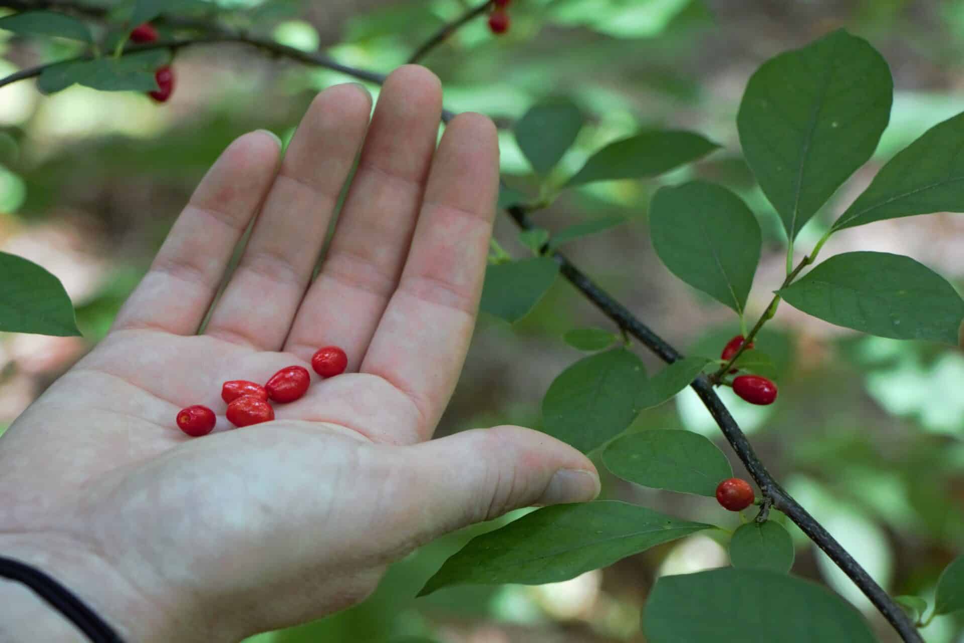 Rescuing Edible and Medicinal Plants » Plants, Land management, Trees ...