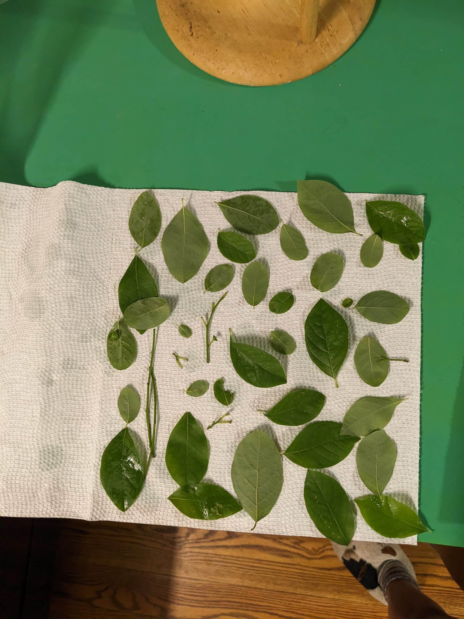 Rescuing Edible and Medicinal Plants » Plants, Land management, Trees ...