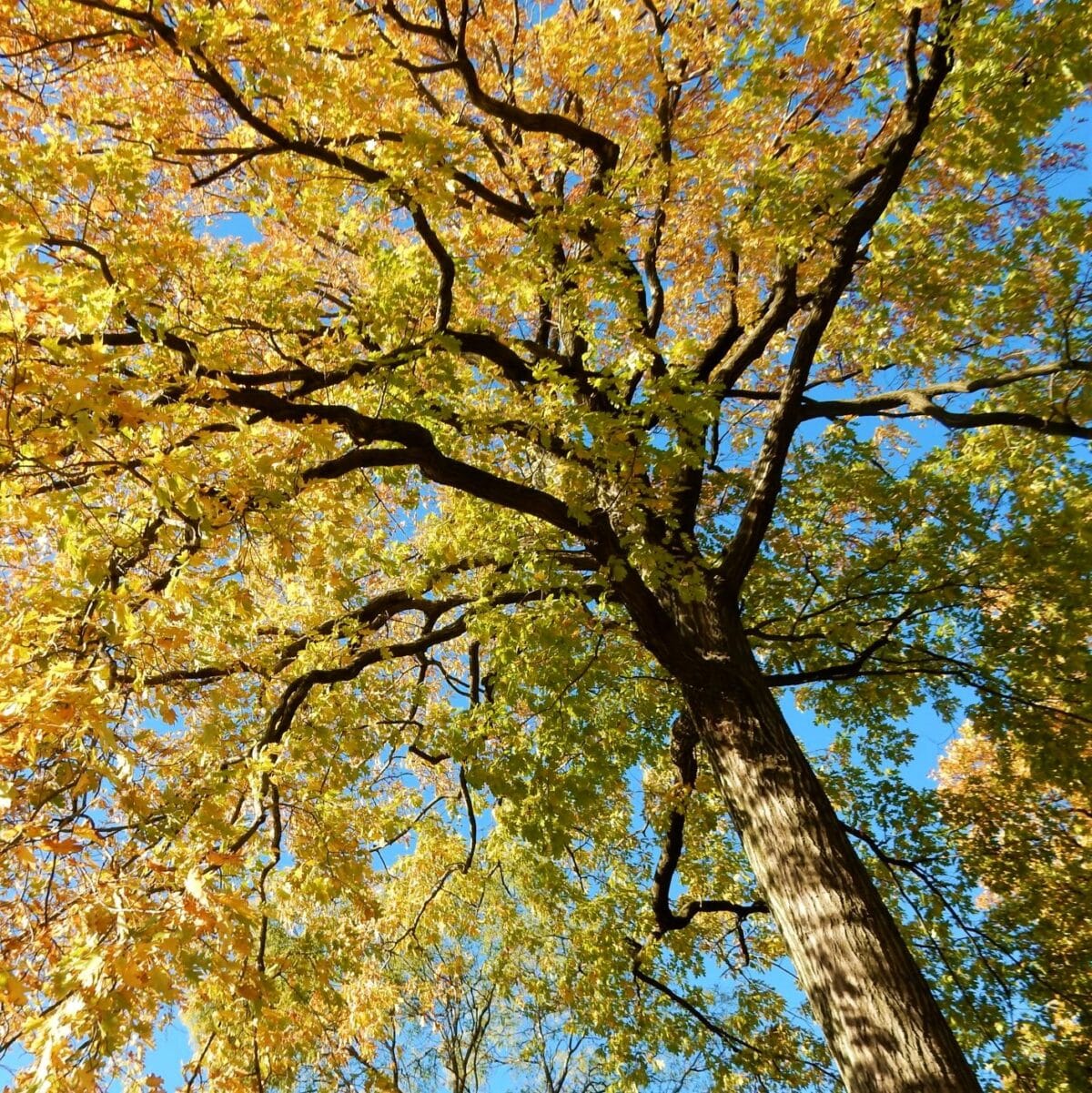 Quercus rubra (Northern Red Oak) » HF&G