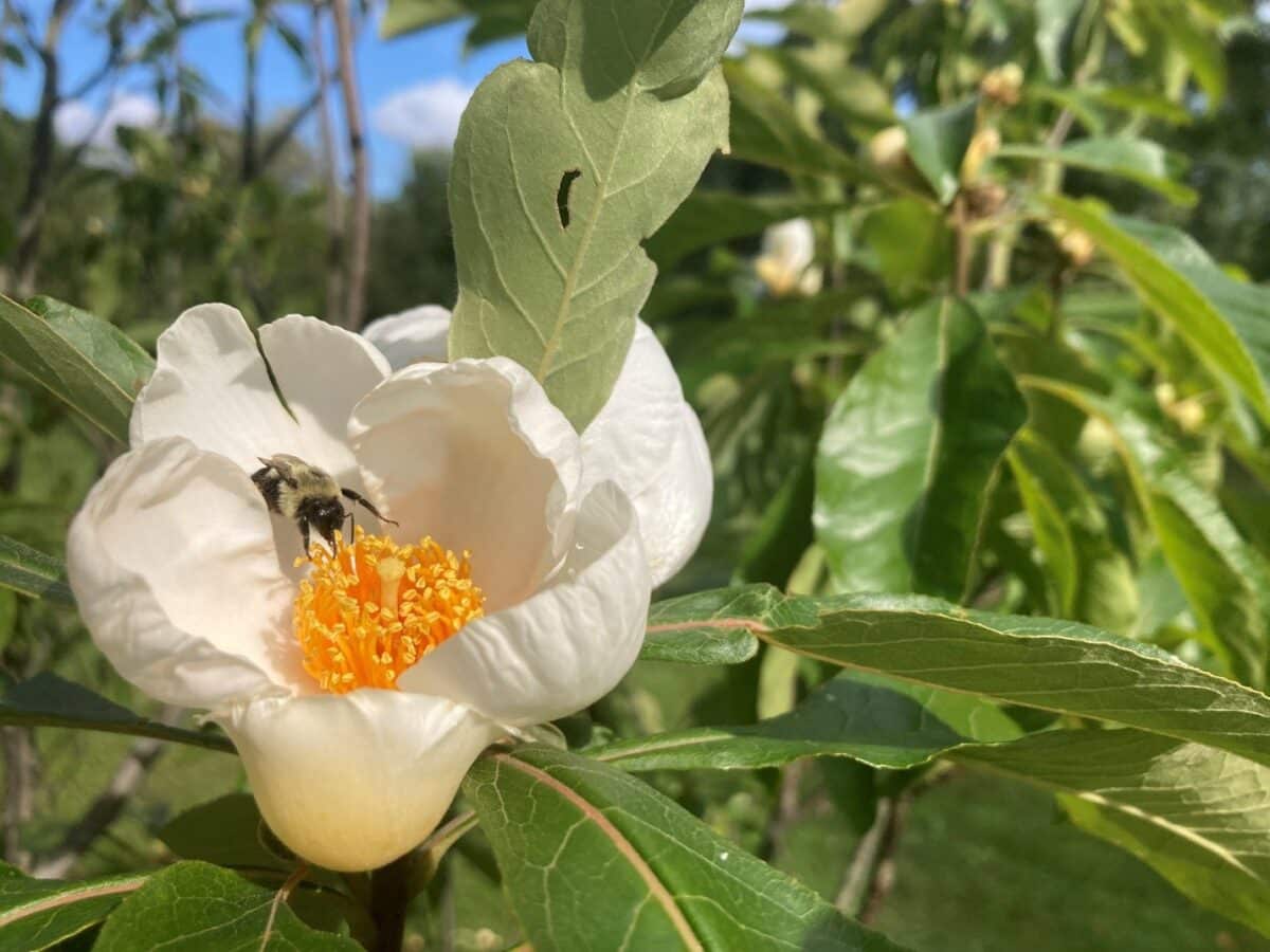 It's (Still) Poppin': September 27th » Plants, Living collections » HF&G