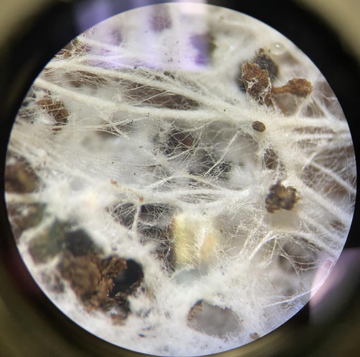 Fungi: More than Just Mushrooms » Mycology, Soils » HF&G