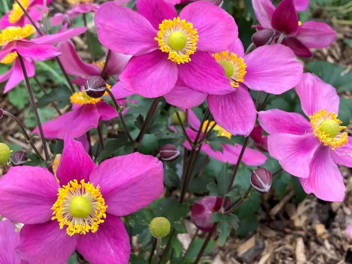 It's (Still) Poppin': September 27th » Plants, Living collections » HF&G
