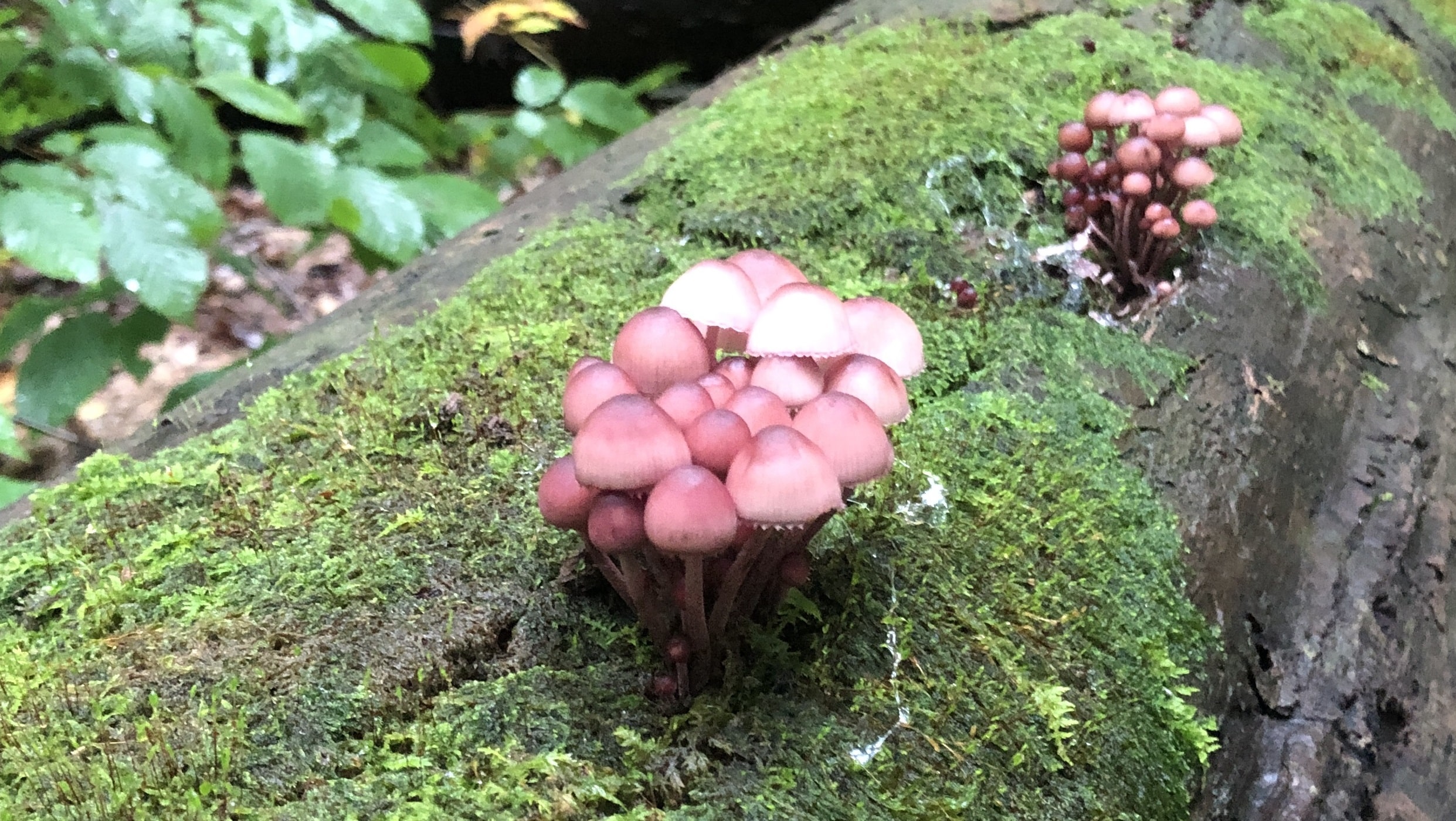Appreciate the Life Beneath Your Feet This Fall: National Mushroom ...