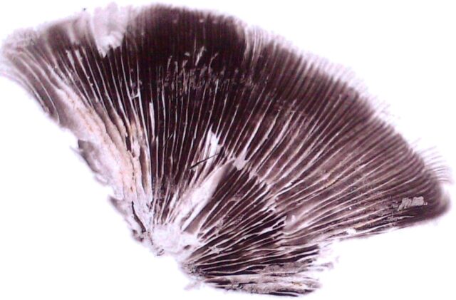 How to Identify Mushrooms and Other Fungi » Mycology, Soils » HF&G