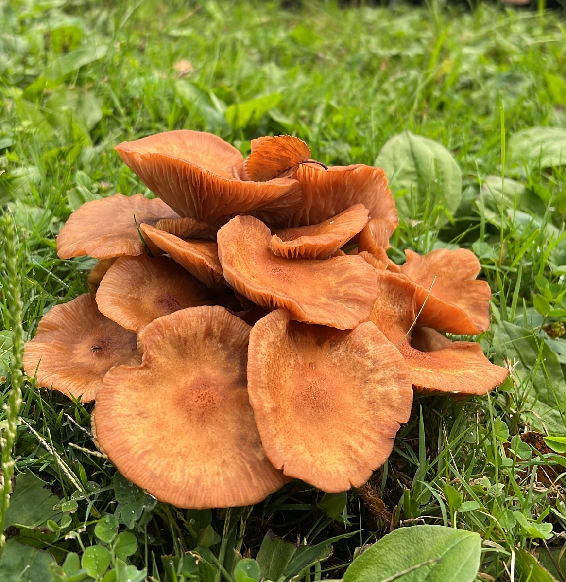 How to Identify Mushrooms and Other Fungi » Mycology, Soils » HF&G