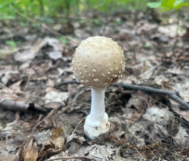 How to Identify Mushrooms and Other Fungi » Mycology, Soils » HF&G