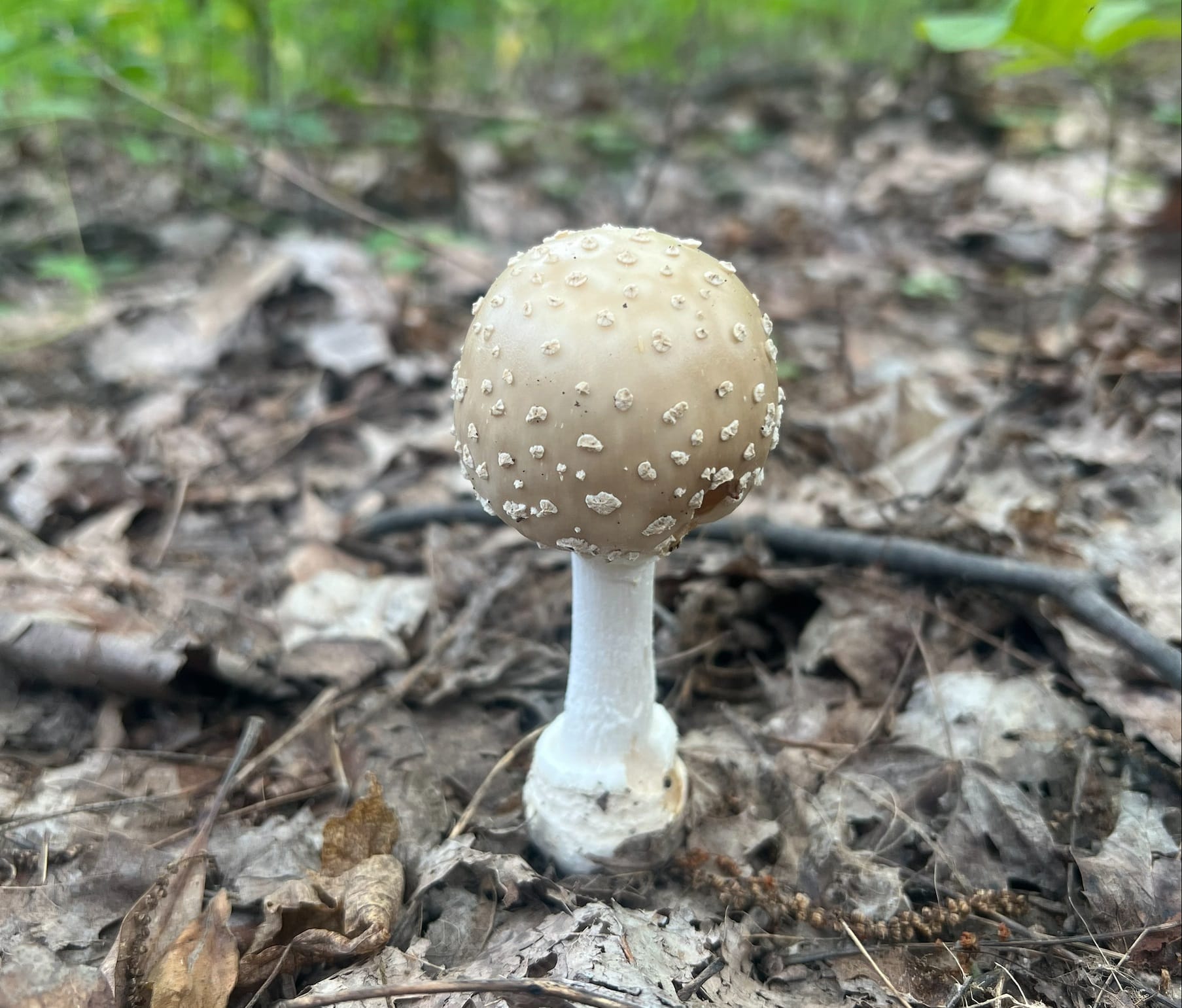 How to Identify Mushrooms and Other Fungi » Mycology, Soils » HF&G