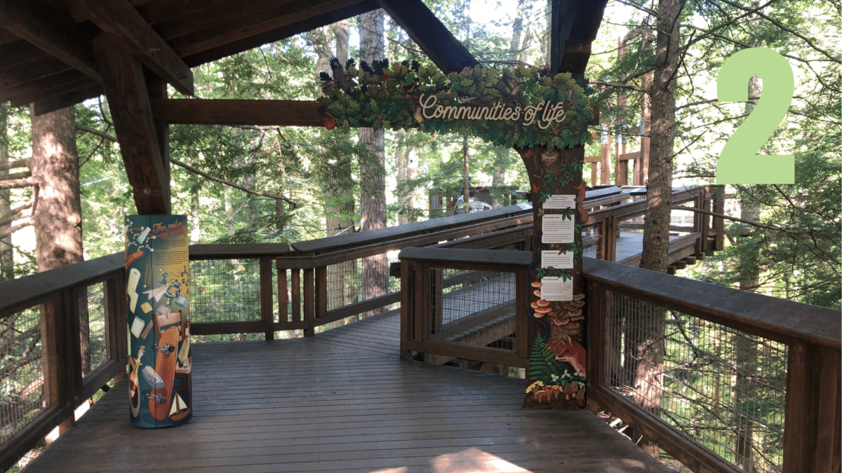Social Story: Murch Canopy Walk » HF&G