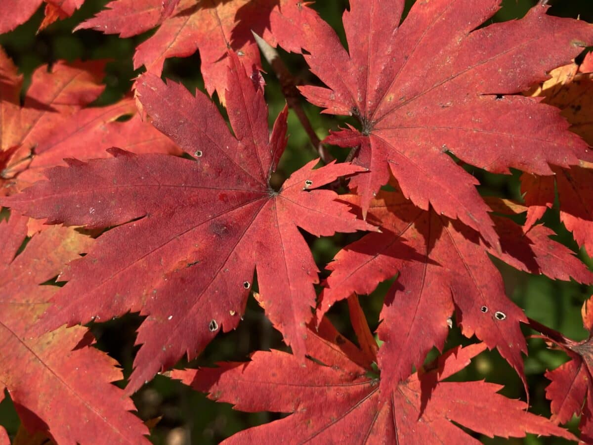 Fall Color in Northeast Ohio