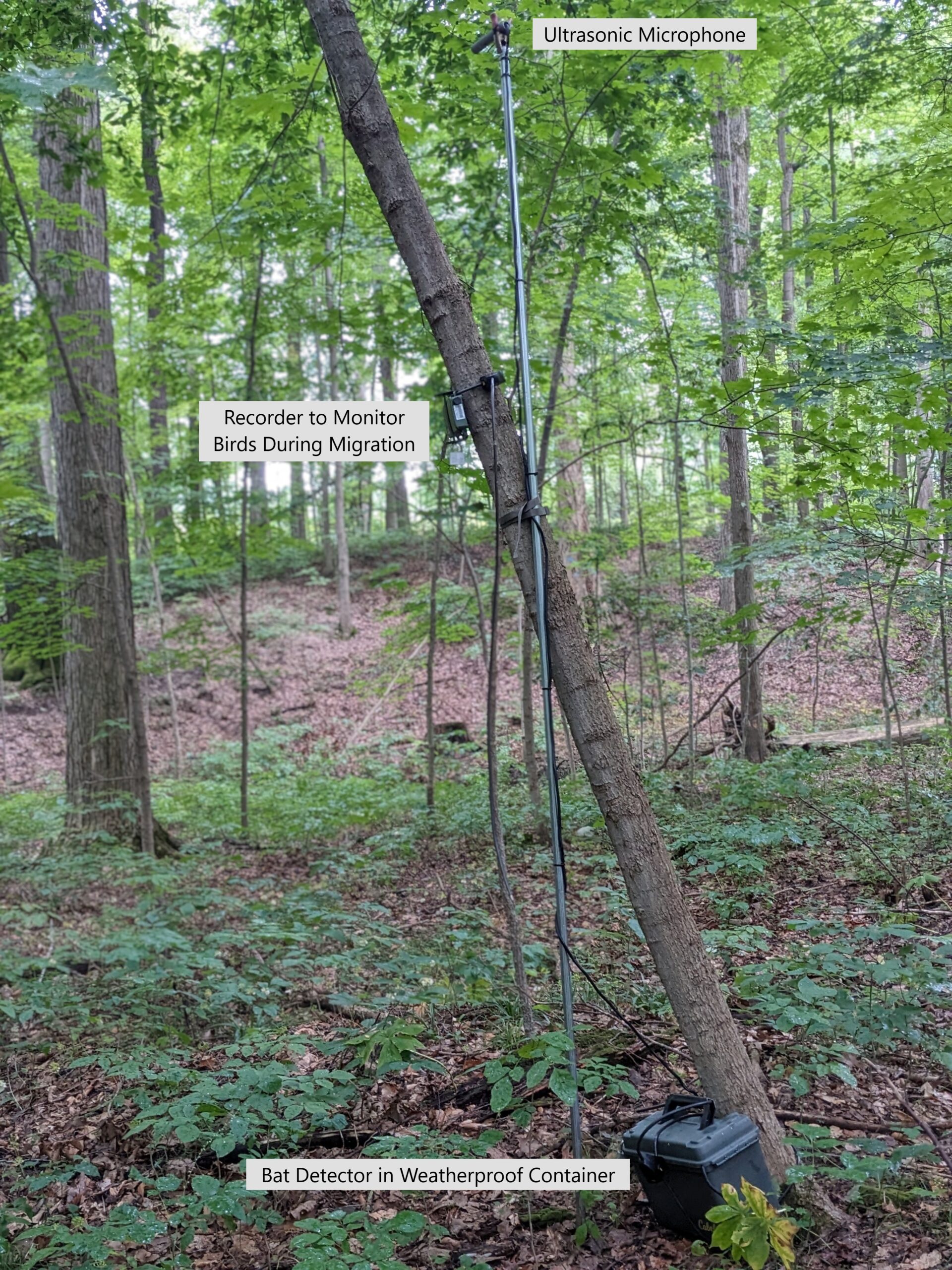 Holden’s Bat Detectors Reveal (Almost) All of Ohio’s Bat Species Live ...