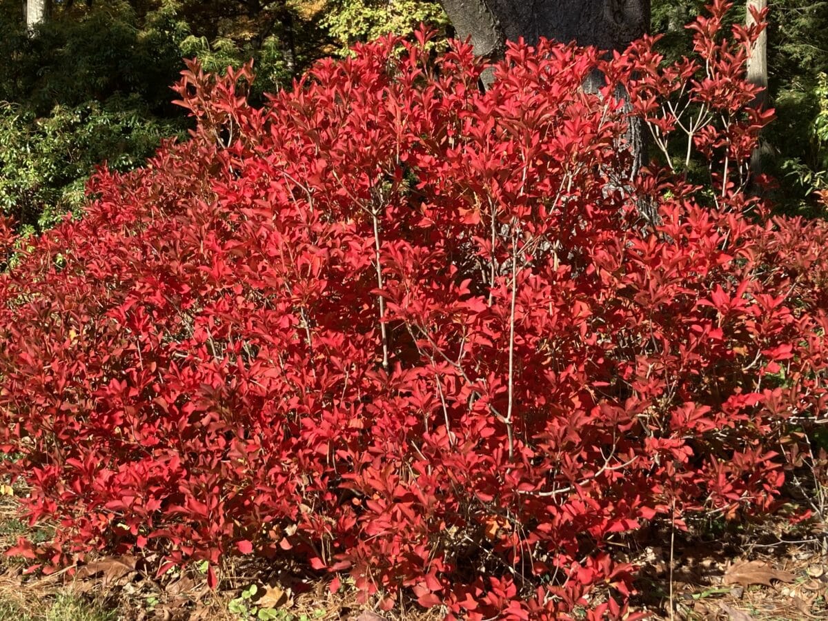 Fall Color in Northeast Ohio