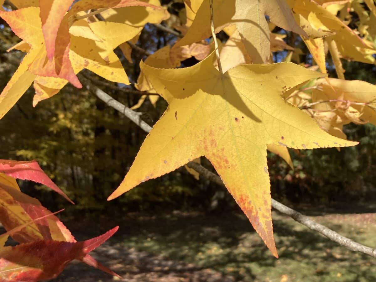 Fall Color in Northeast Ohio