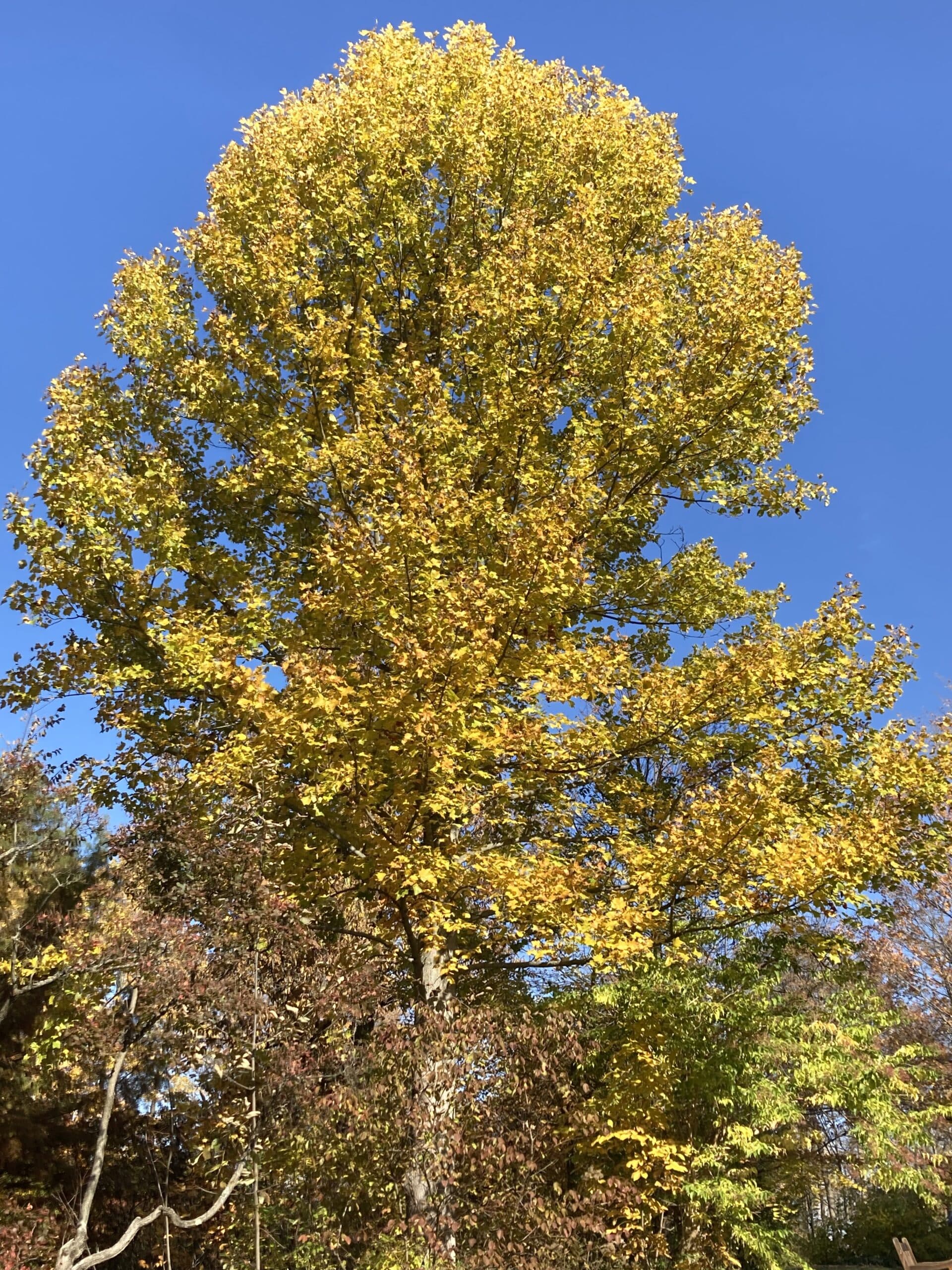 Fall Color in Northeast Ohio