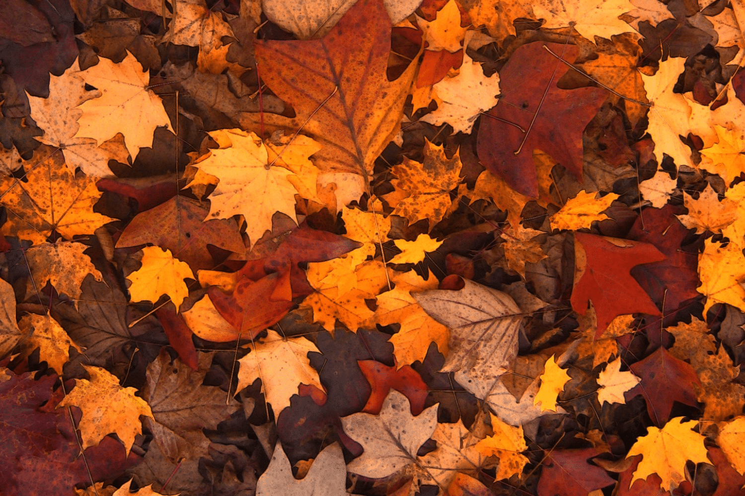Autumn's Aromas: The Top 5 Botanical Scents of the Season » Plants ...