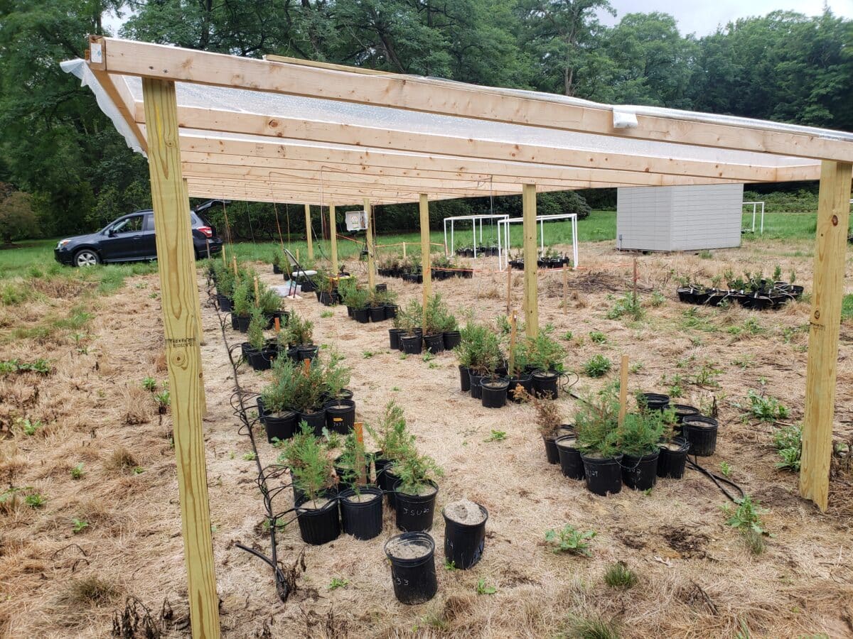 Holden Researchers Uncover How a Resilient Tree Acclimates to Stressful ...