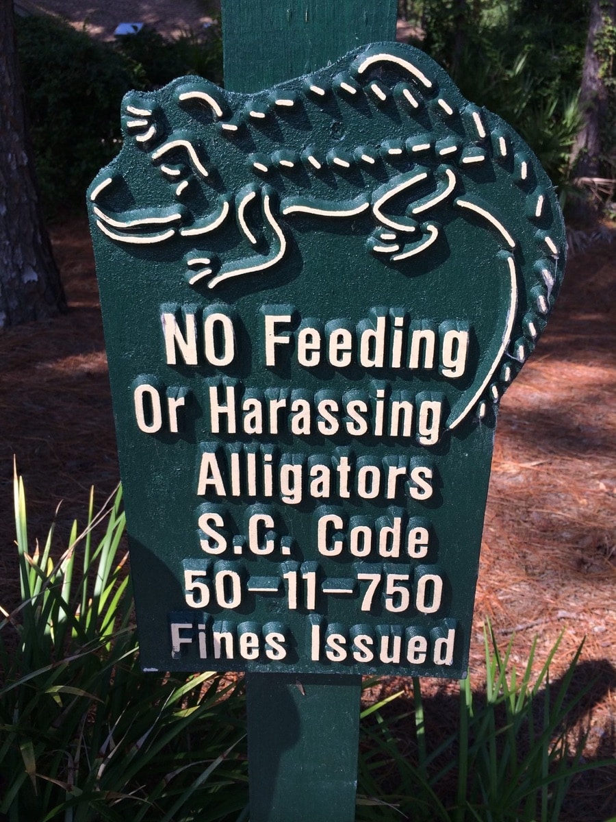 The Hunt for Tiny Biofuel Plants: Duckweed » Plants, Plant communities ...