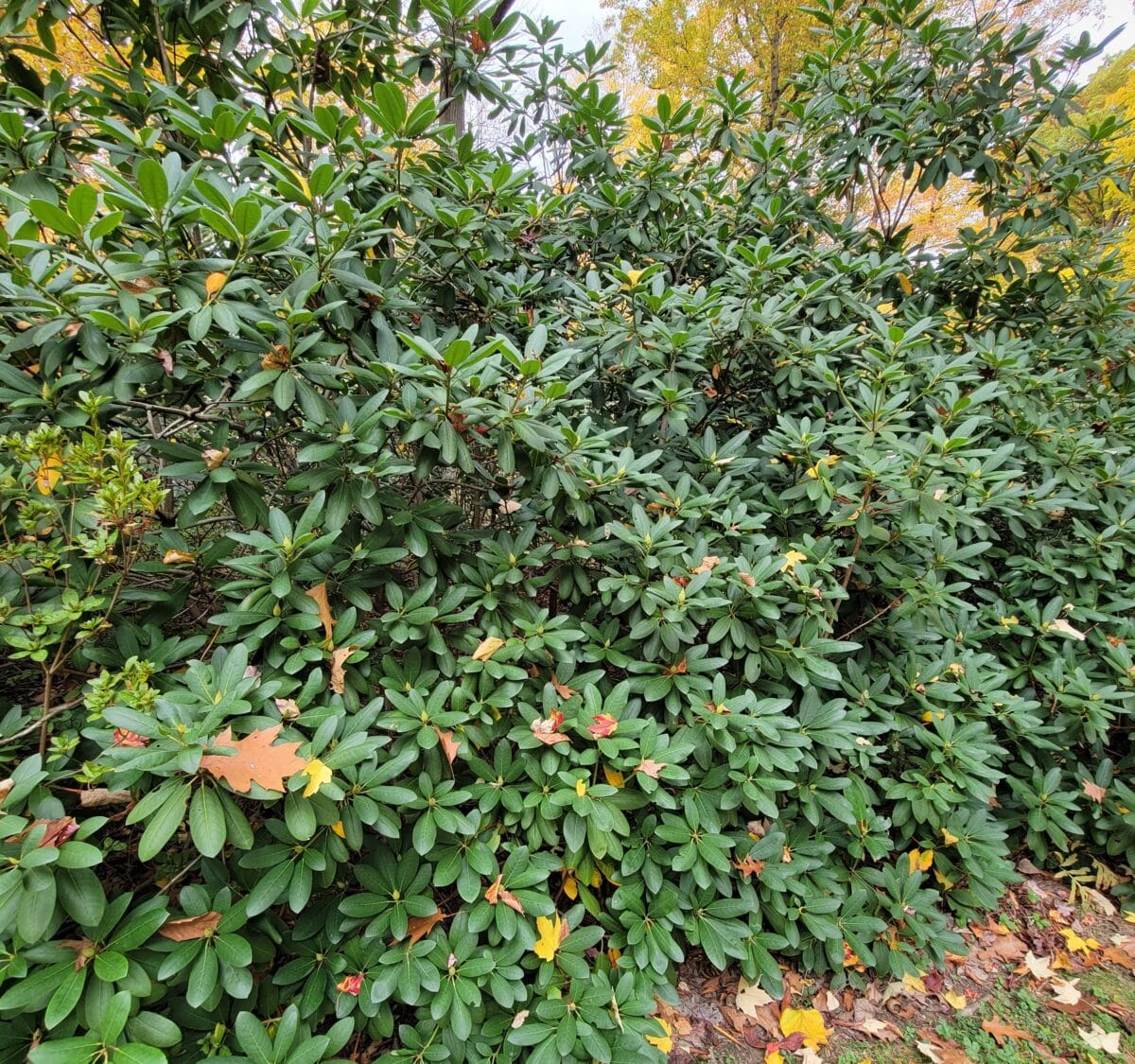 The Colors of Rhododendron’s Fall Foliage » Plants, Living collections ...
