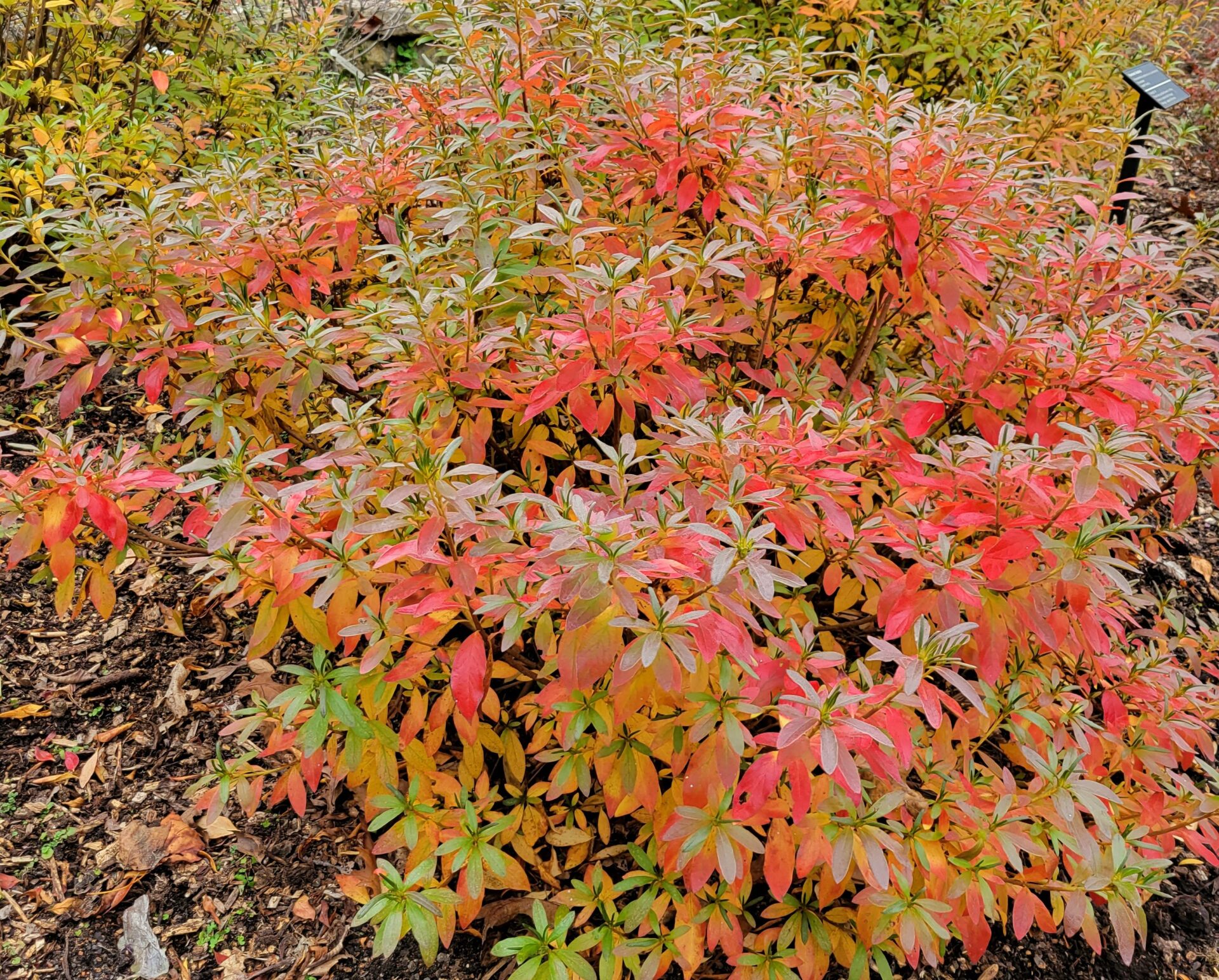 The Colors of Rhododendron’s Fall Foliage » Plants, Living collections ...