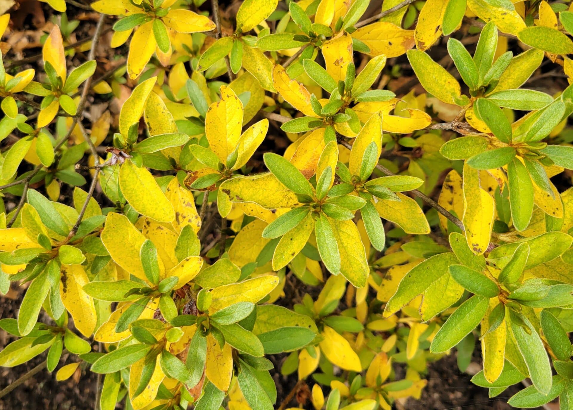 The Colors of Rhododendron’s Fall Foliage » Plants, Living collections ...