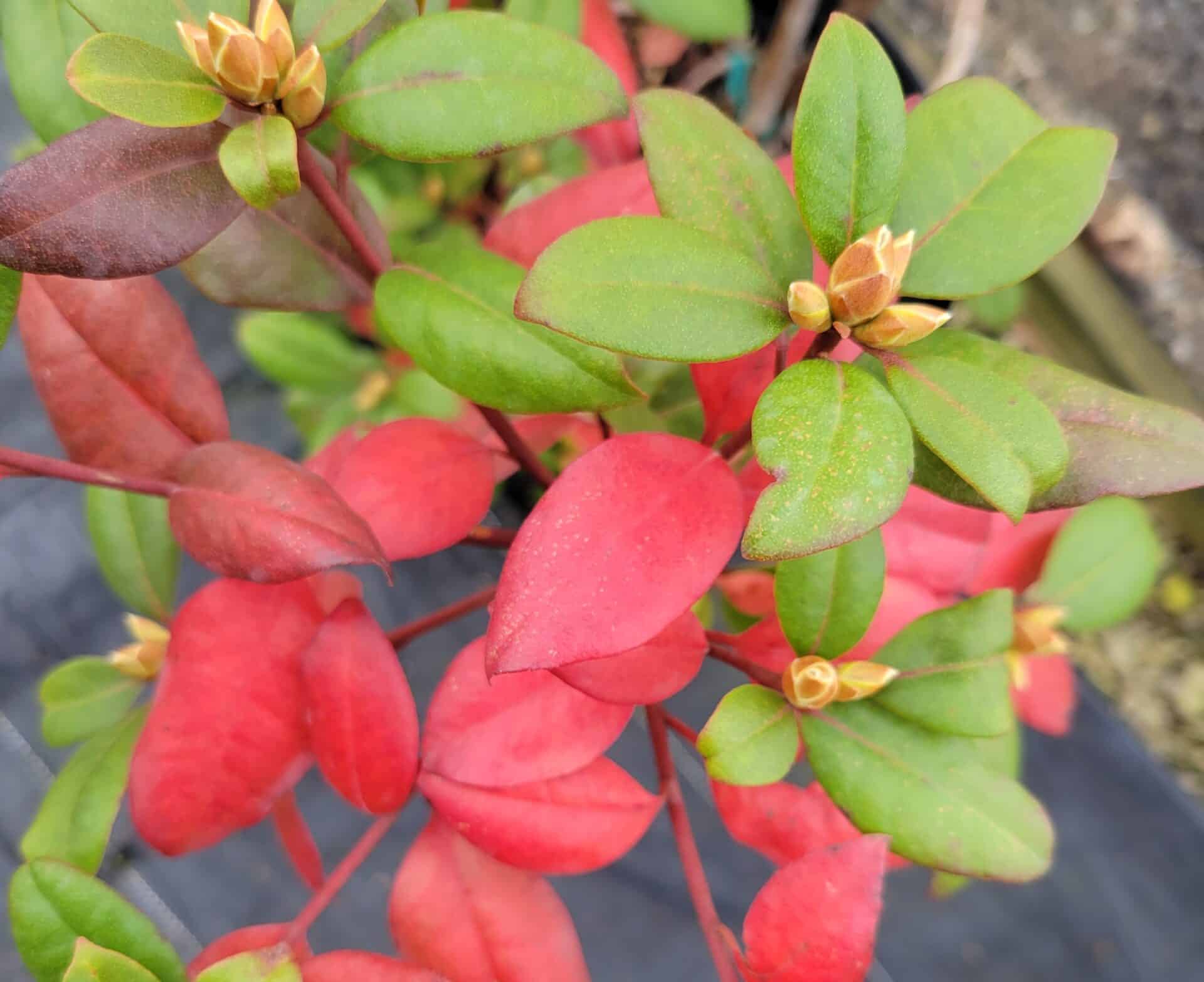The Colors of Rhododendron’s Fall Foliage » Plants, Living collections ...